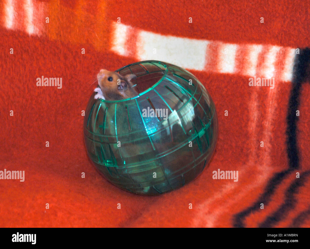 Male Syrian Hamster (Mesocricetus auatus) Also Known As Golden,Fancy ...