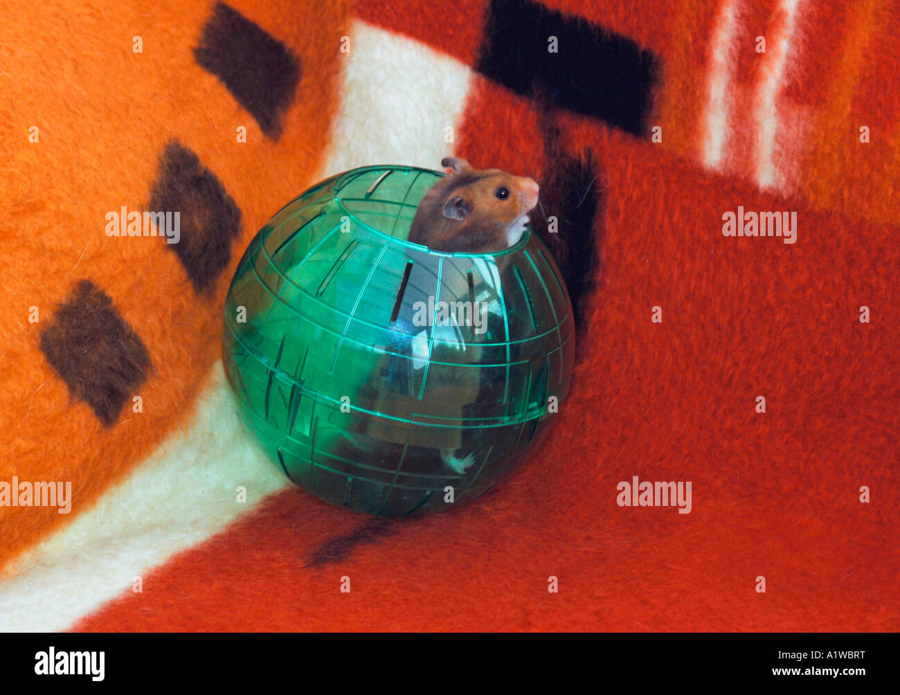 Male Syrian Hamster (Mesocricetus auatus) Also Known As Golden,Fancy ...