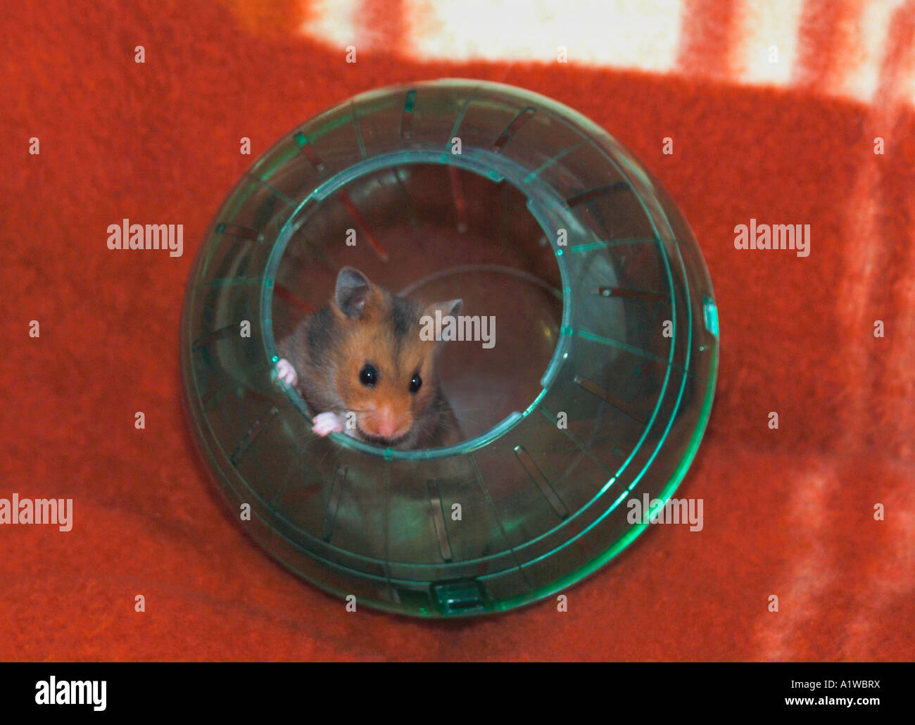 Golden hamster scale hi-res stock photography and images - Alamy