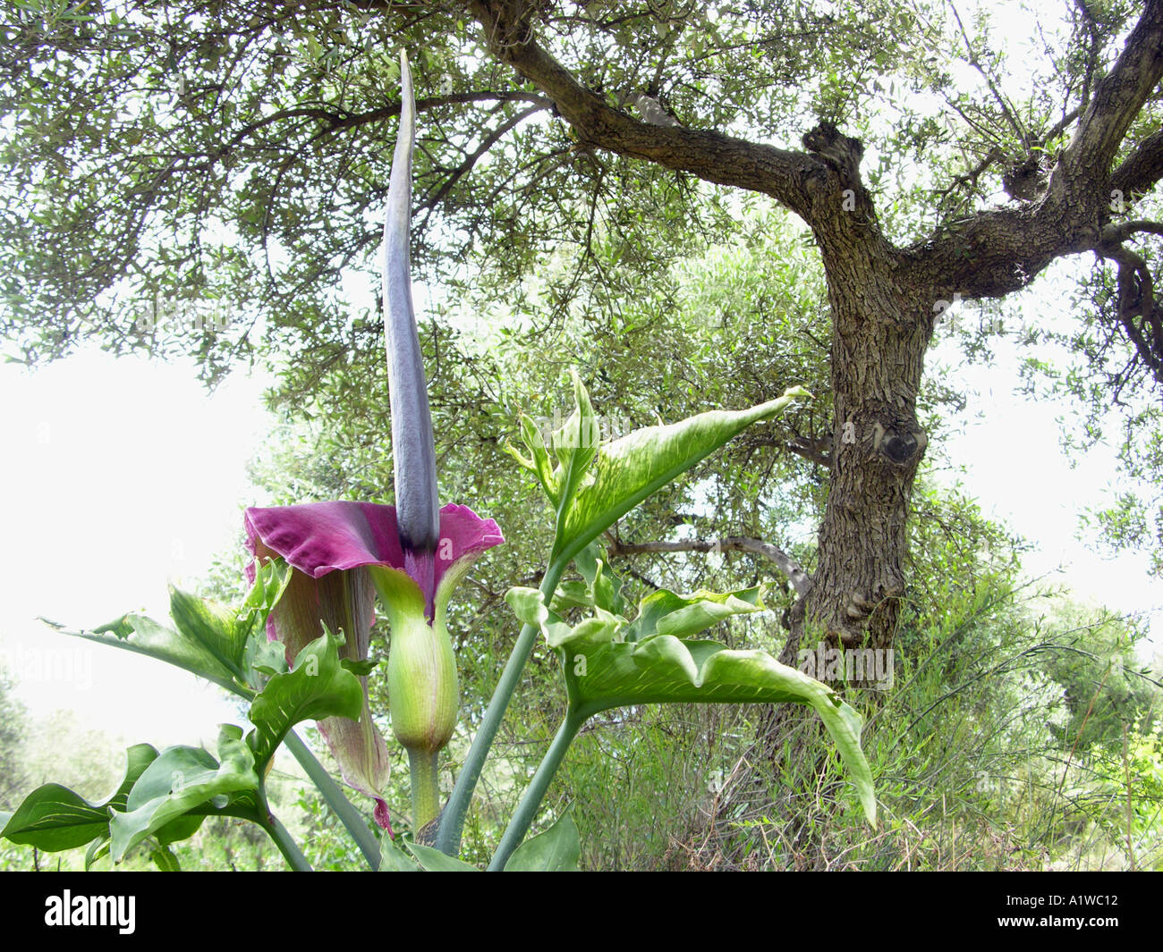 Aronstab plants hi-res stock photography and images - Alamy