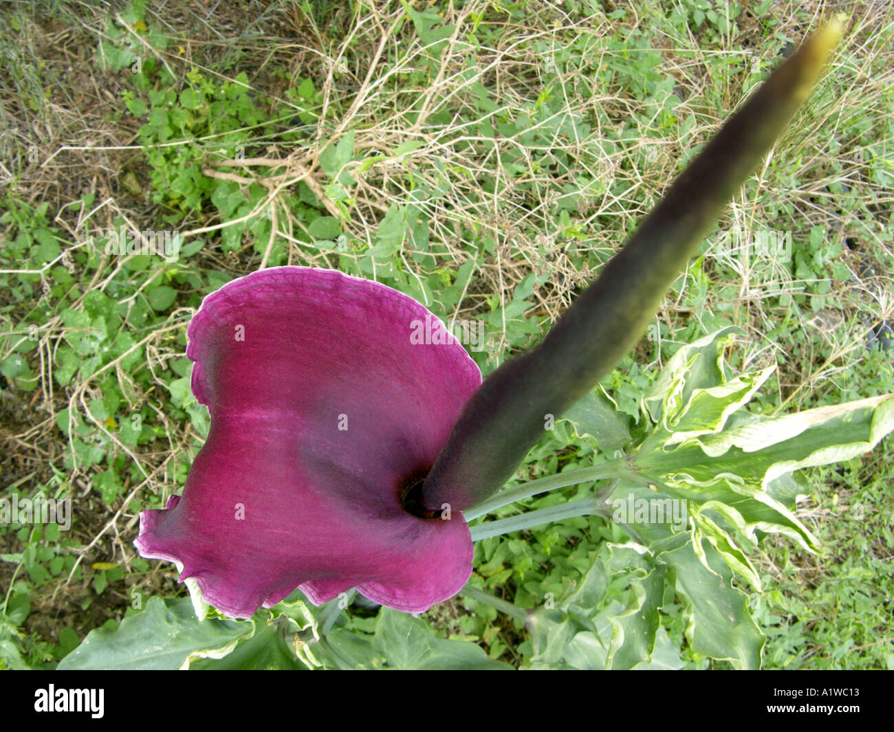 Stinking lily hi-res stock photography and images - Alamy