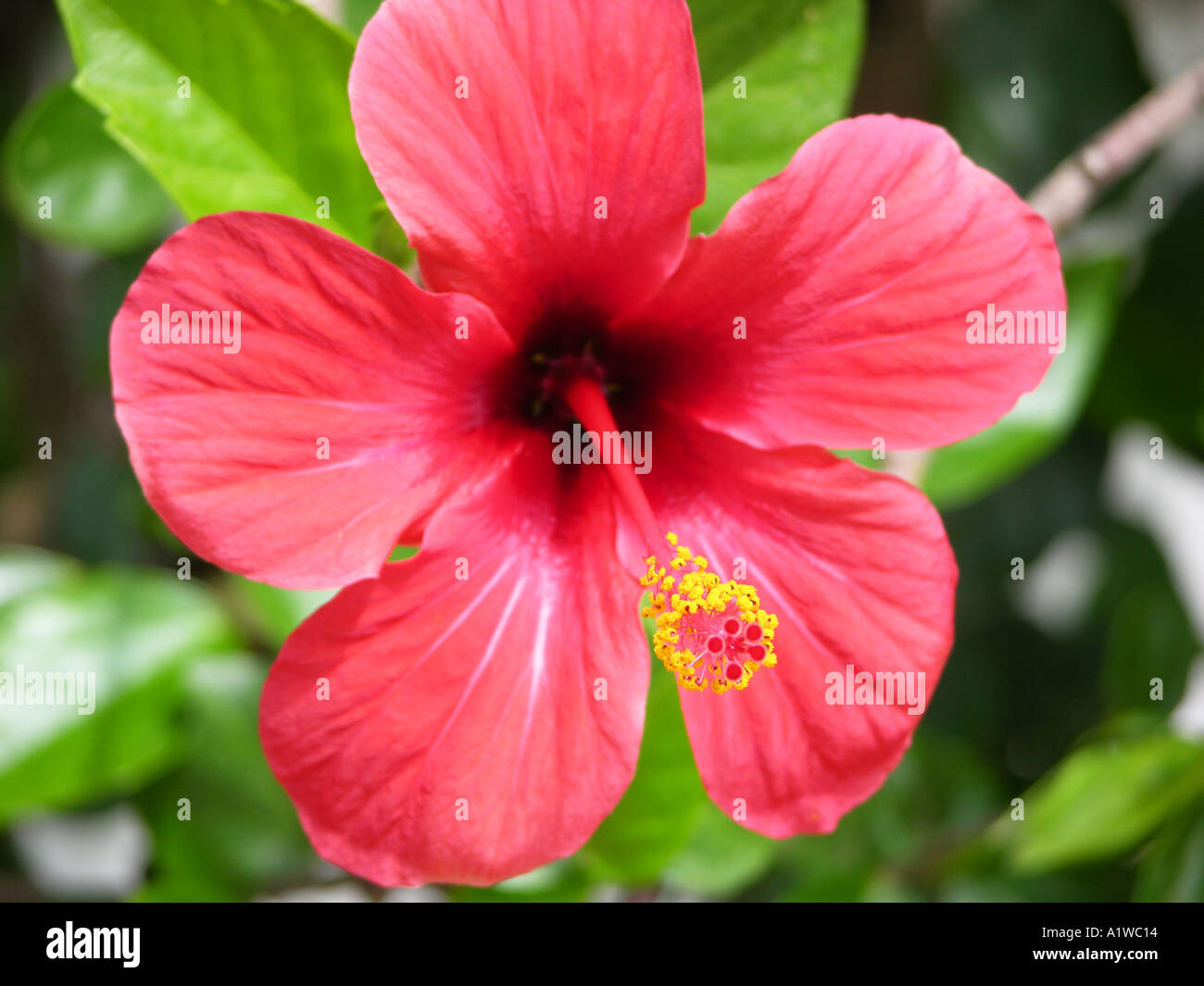CLOSE UP OF A RED HIBISCUS FLOWER CRETE Greece KRETA Griechenland ...