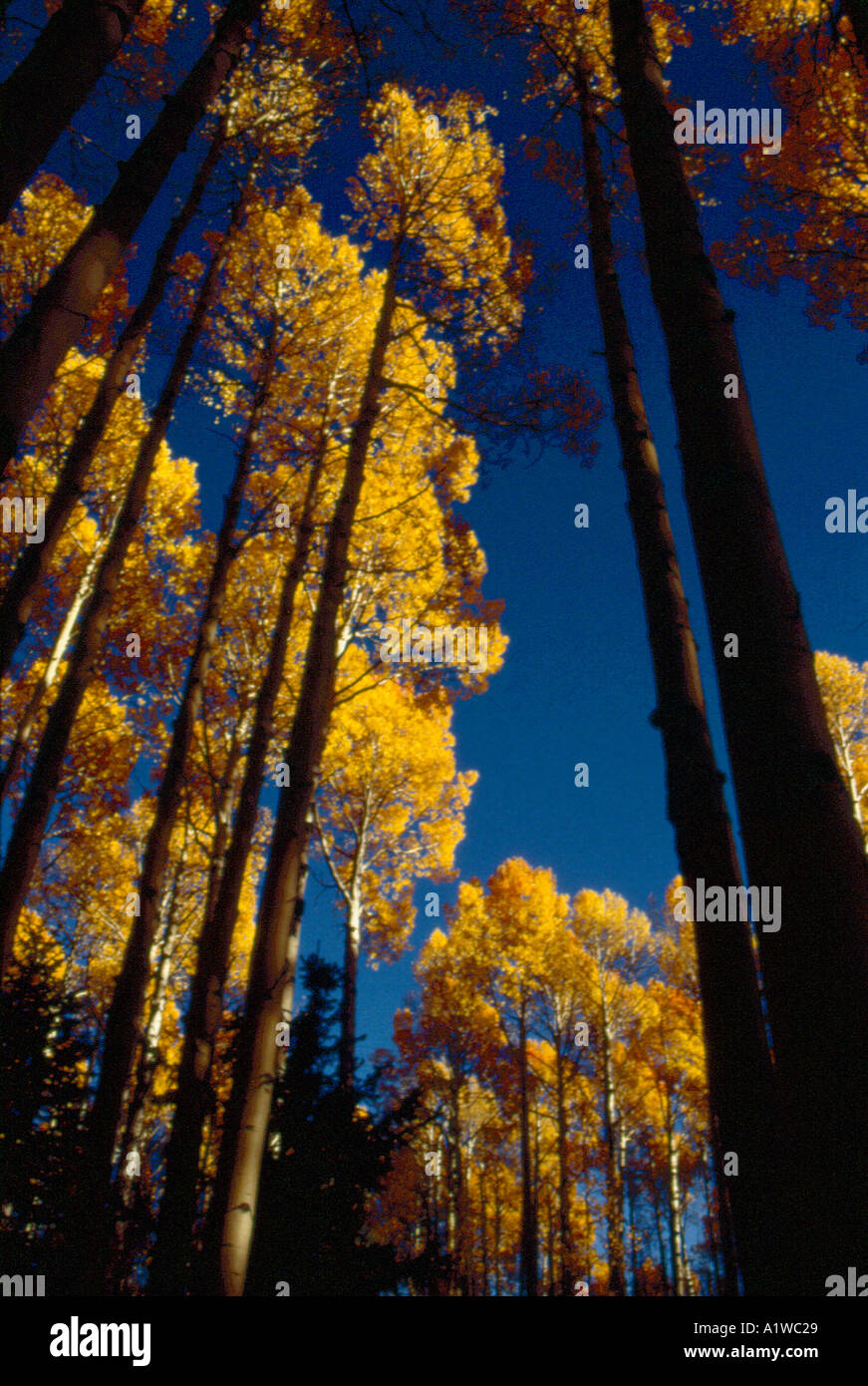 aspen trees in fall color Stock Photo - Alamy