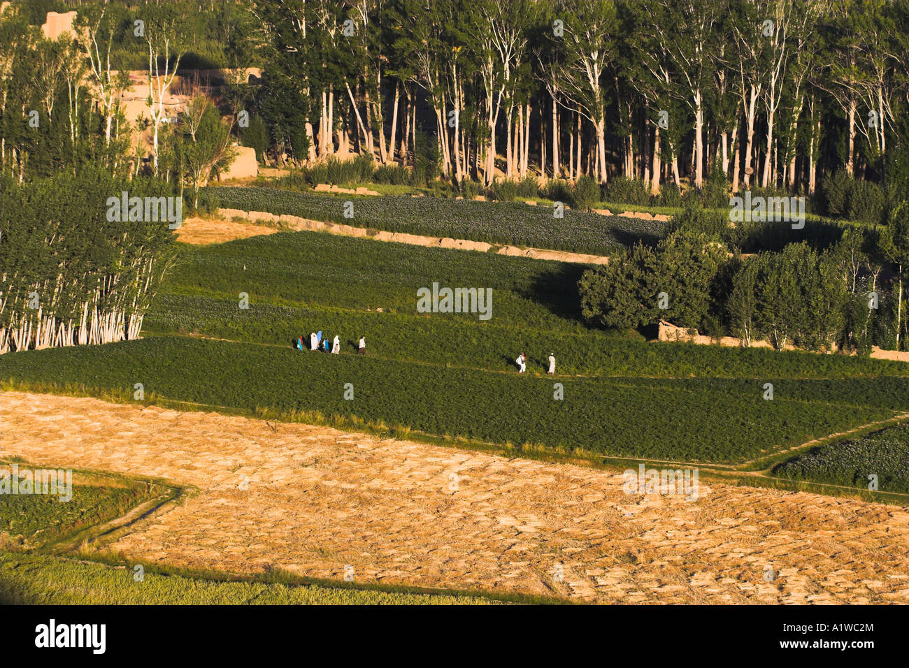 AFGHANISTAN Bamiyan Province People walk along path through fields in ...