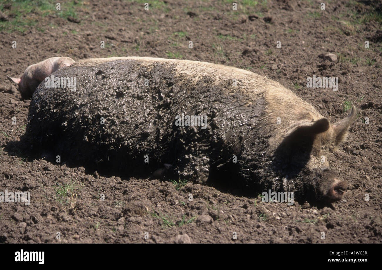 Pig covered in mud hi-res stock photography and images - Alamy