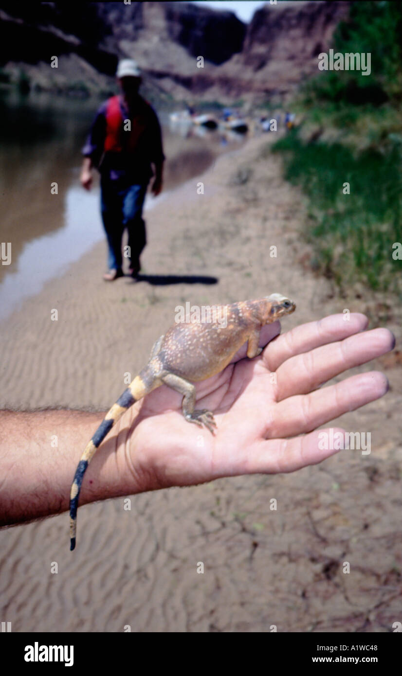 young chuckwalla caught in Grand Canyon Arizona Stock Photo - Alamy