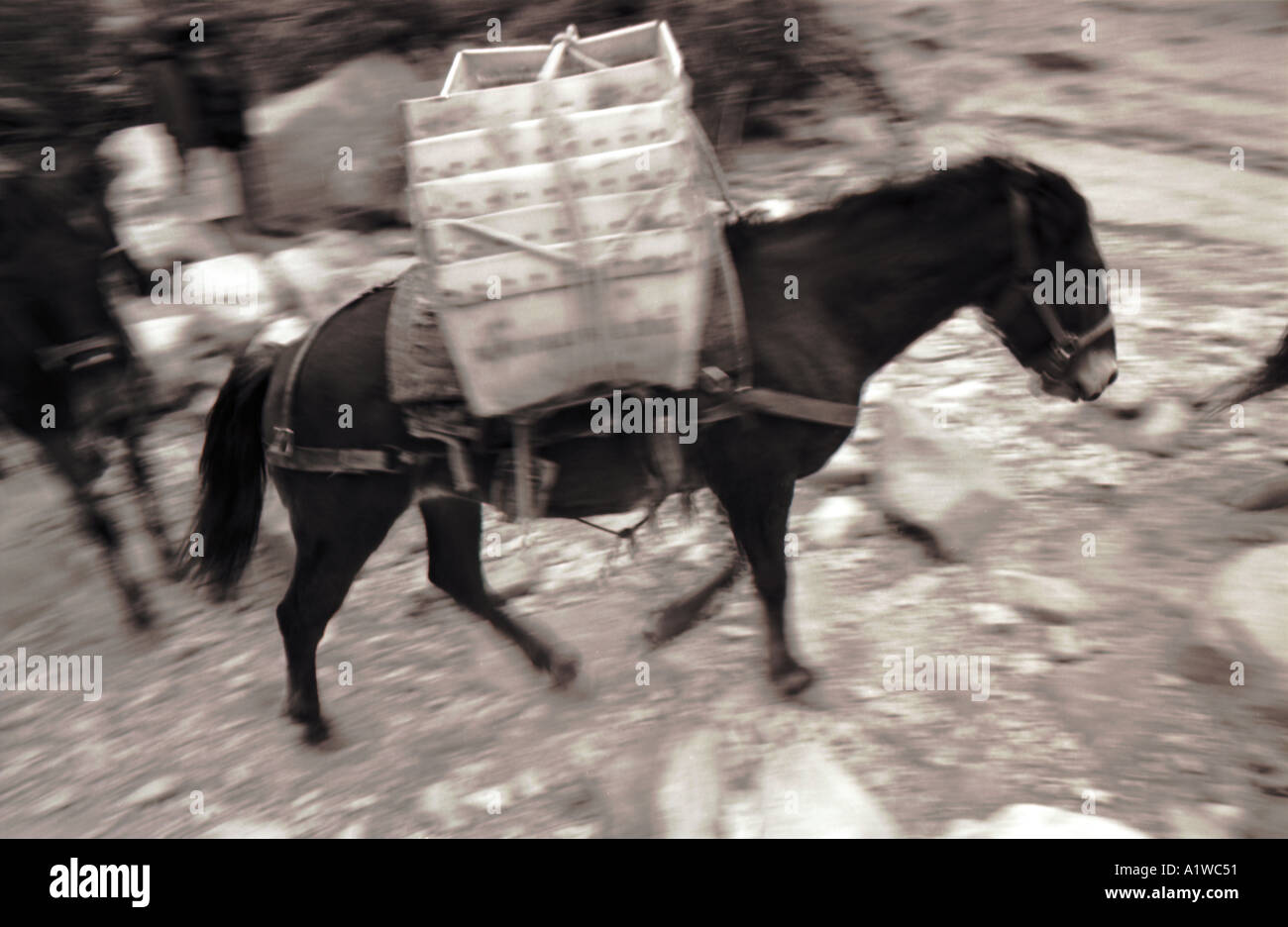 mule carrying mail boxes along trail into grand canyon Stock Photo - Alamy