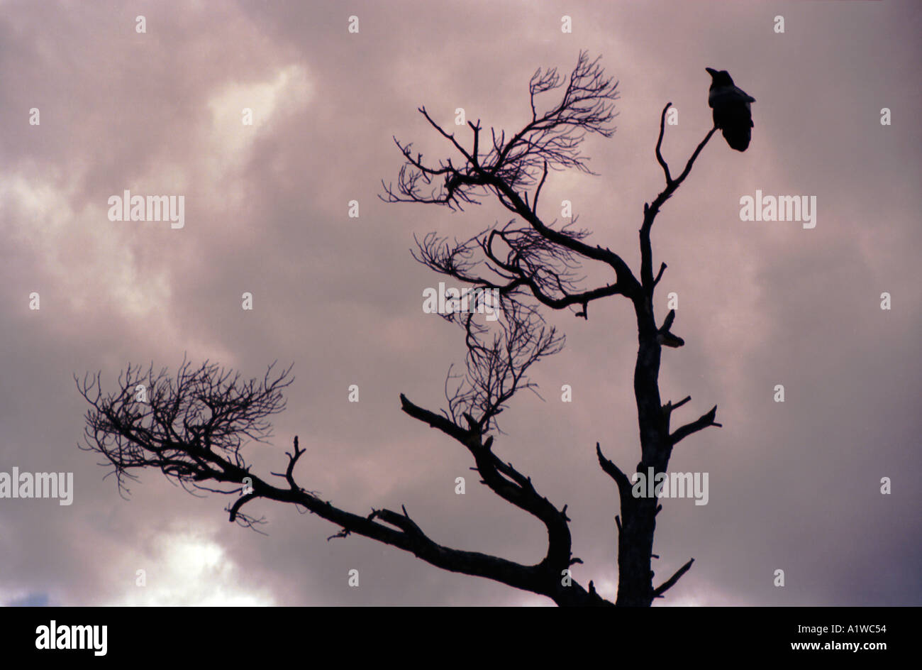 Raven in dead tree hi-res stock photography and images - Alamy