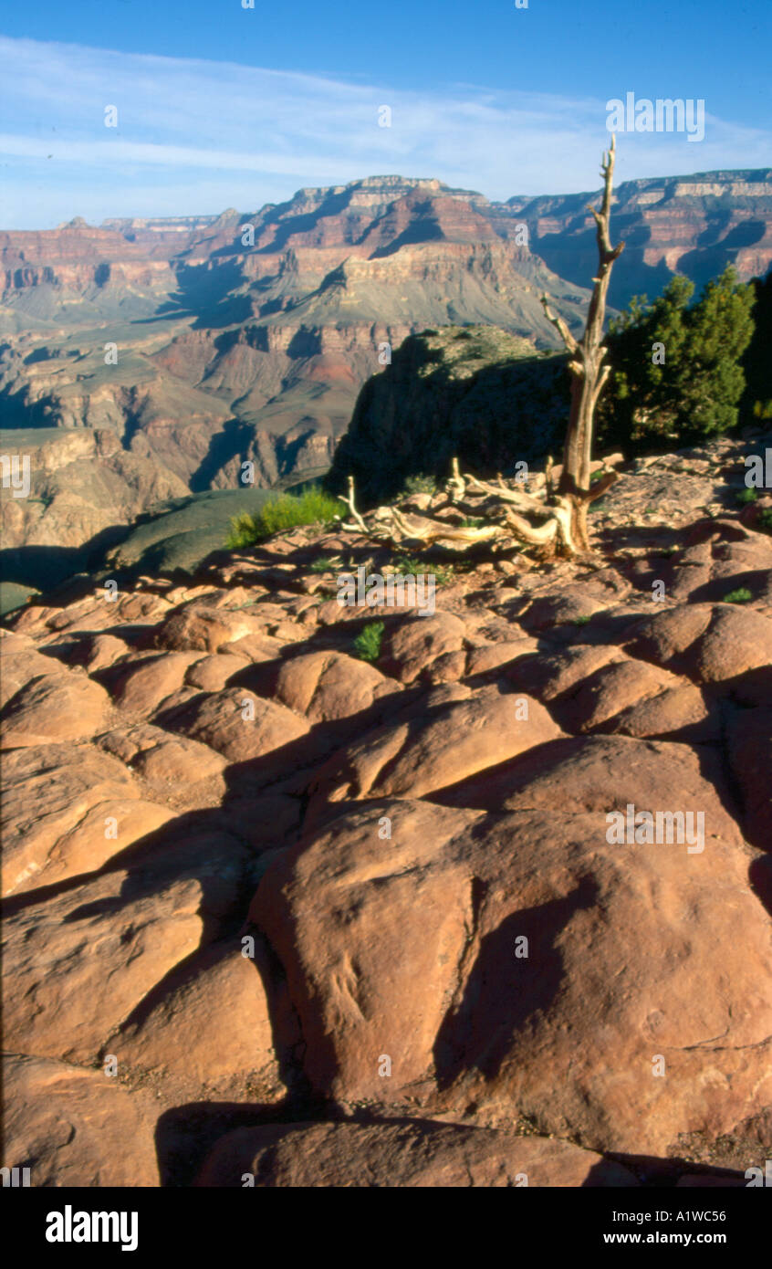 yucca trees in grand canyon Stock Photo - Alamy