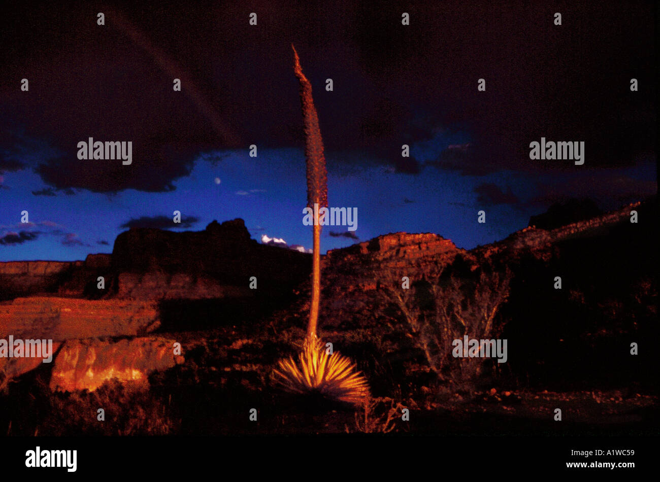 yucca tree with storm moon and rainbow on horseshoe mesa in grand ...