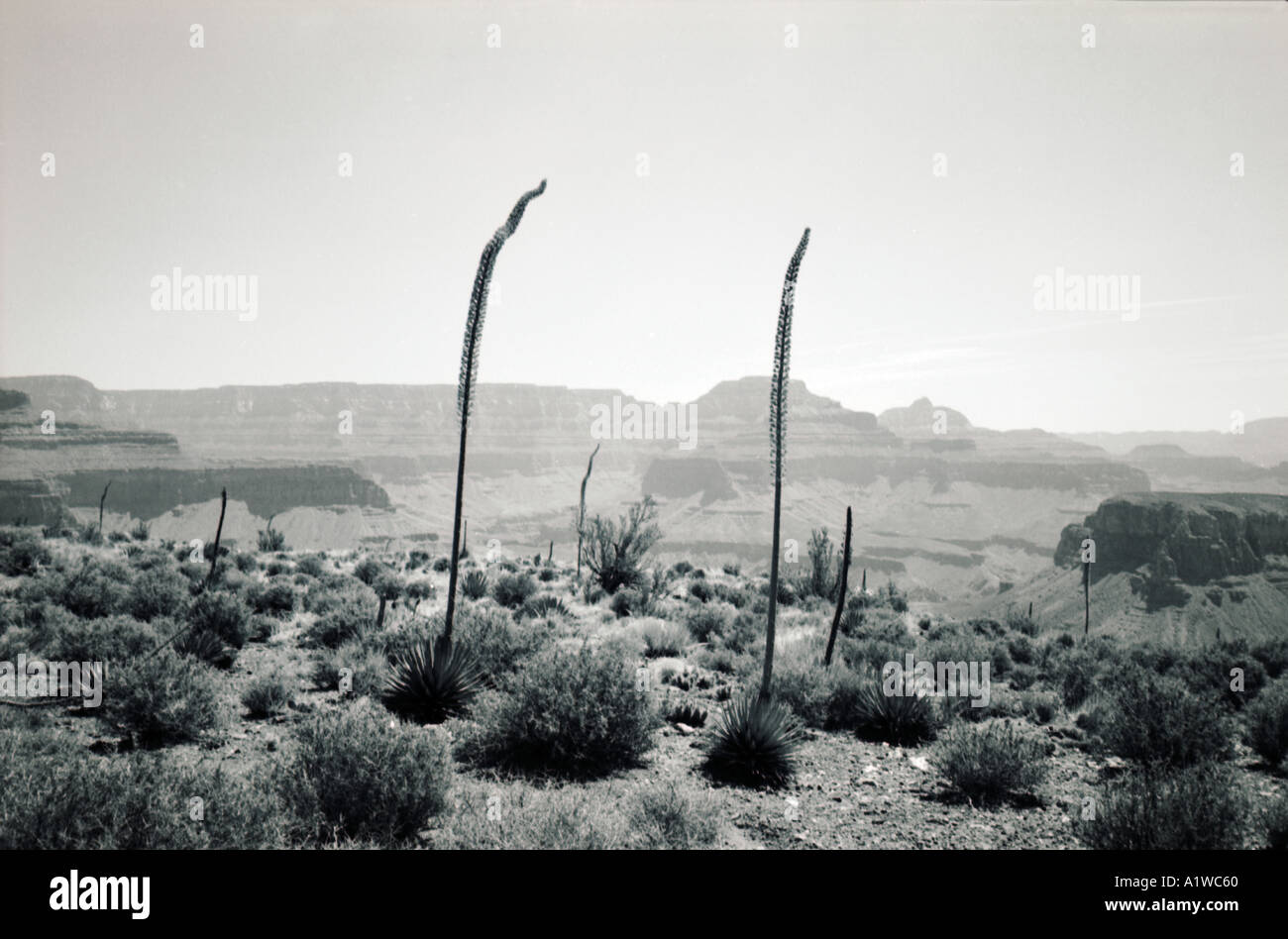 yucca trees in grand canyon Stock Photo - Alamy
