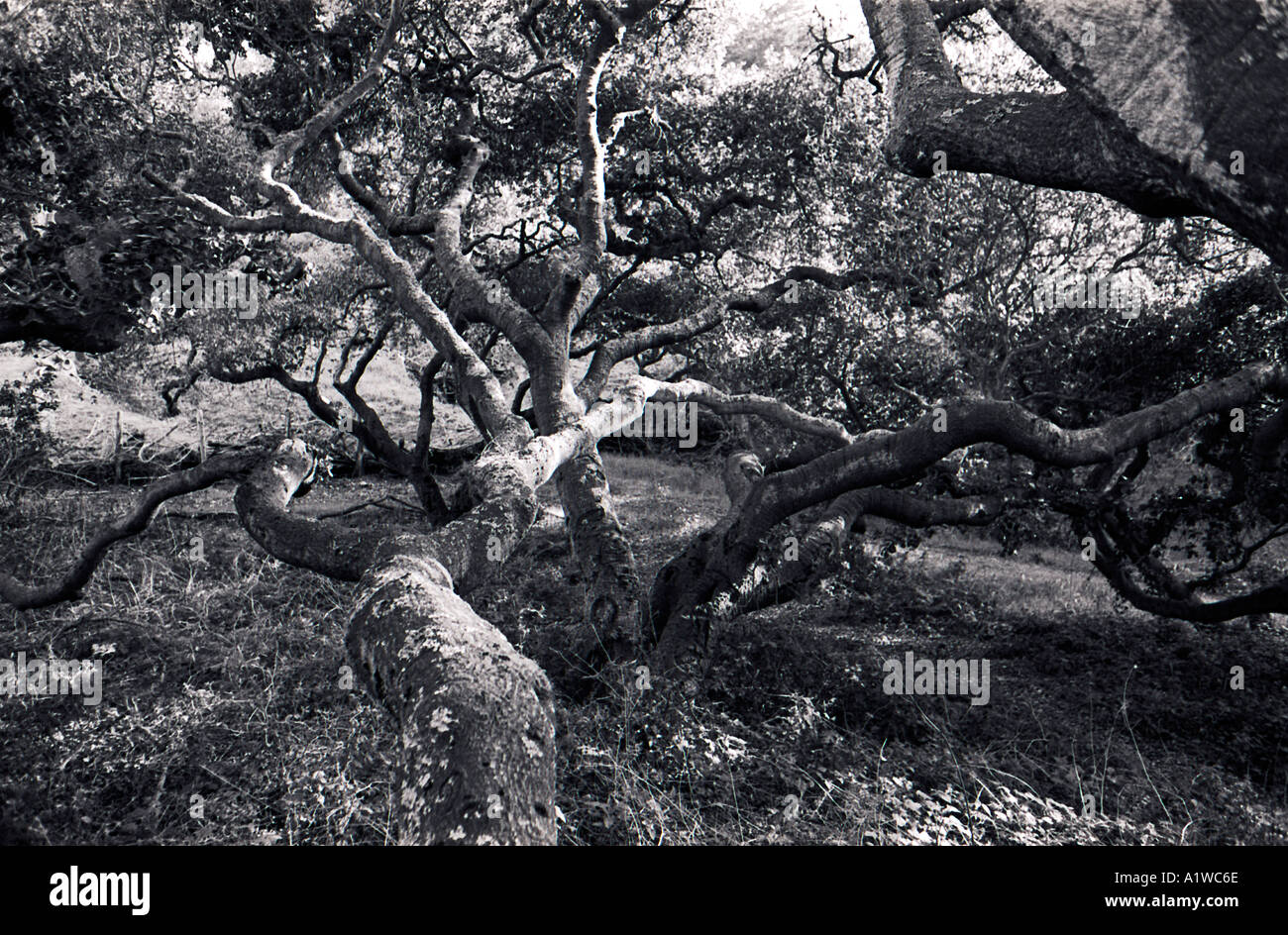 Oak tangle hi-res stock photography and images - Alamy