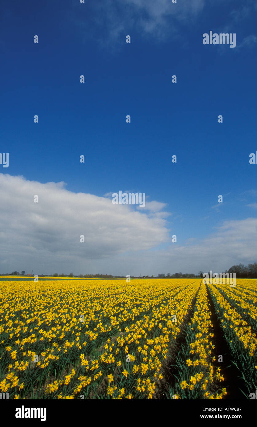 Fields of spring daffodils Spalding Lincolnshire England UK GB EU ...
