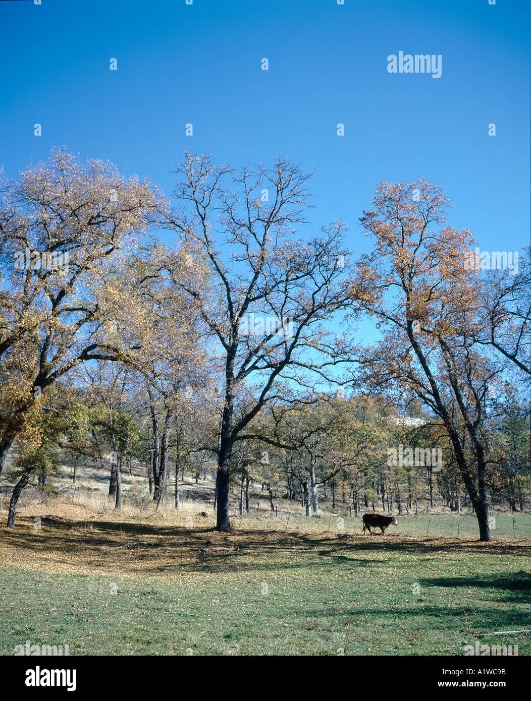 cattle and trees in fall colors Stock Photo - Alamy