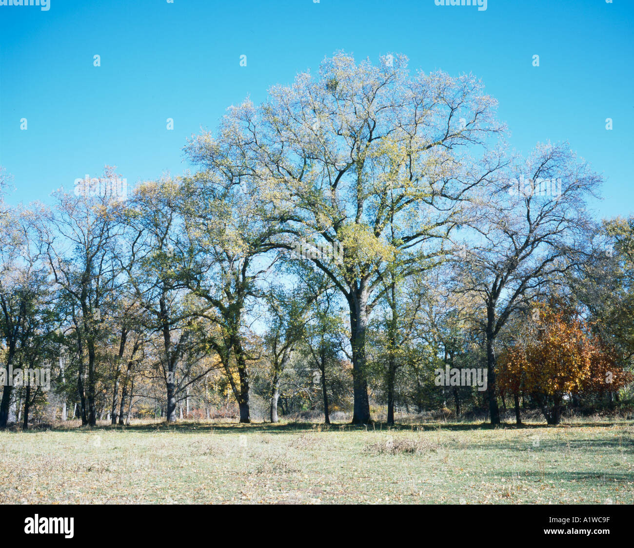 oak trees with field in fall colors Stock Photo - Alamy