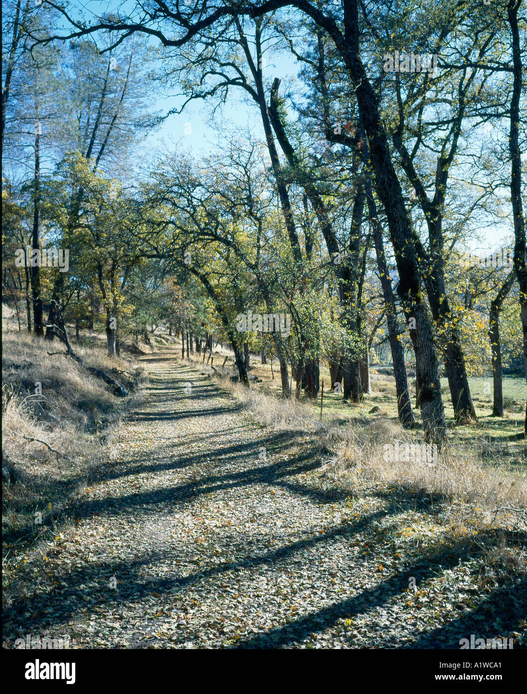 Oak trees on road hi-res stock photography and images - Alamy