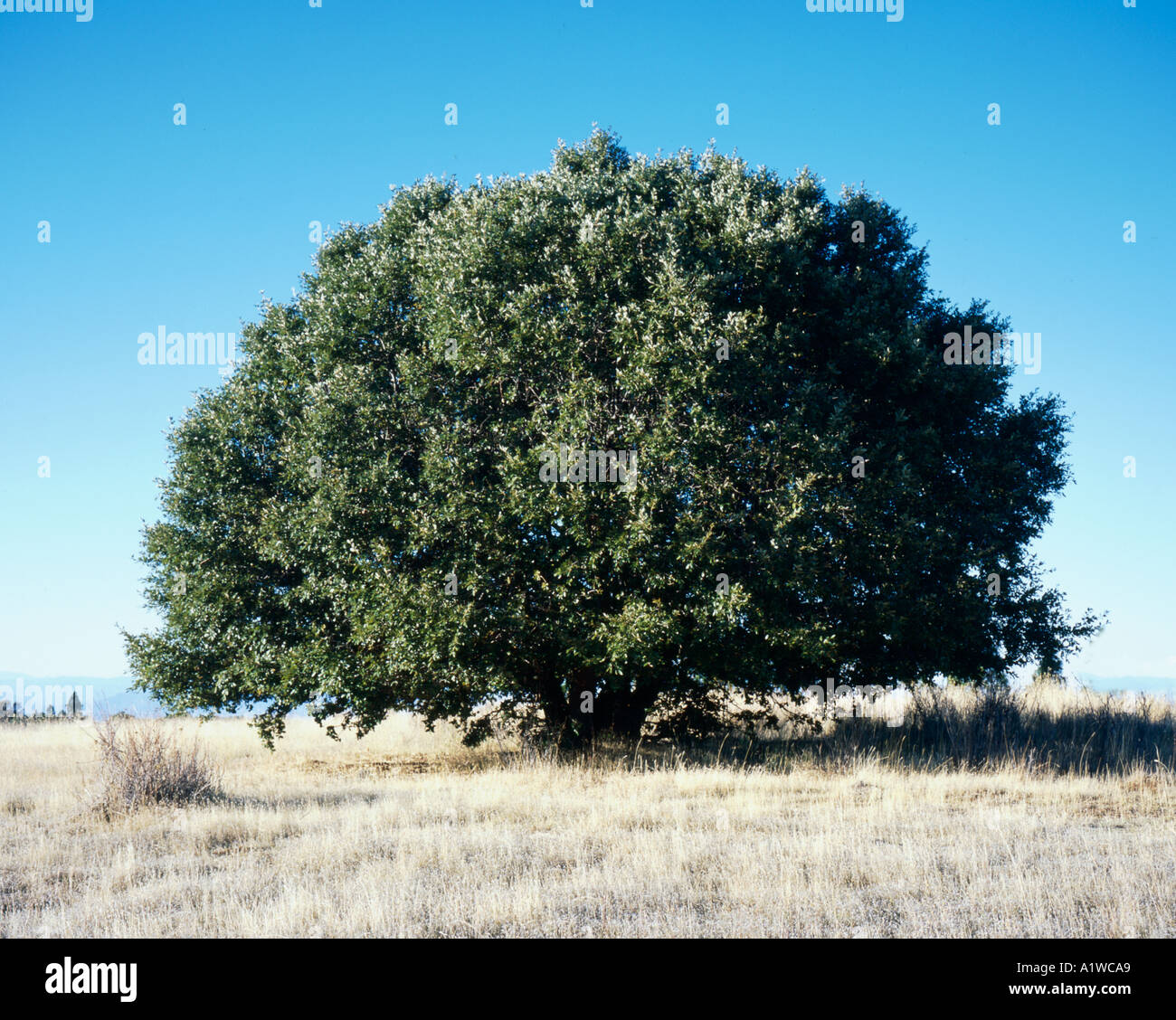 Shrub live oak hi-res stock photography and images - Alamy