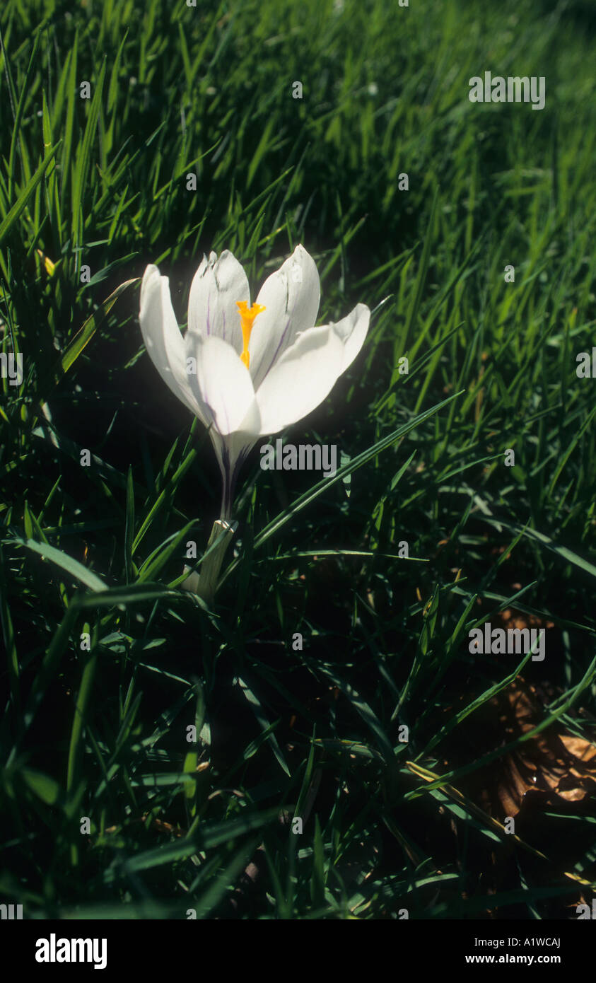 Features upright petals hi-res stock photography and images - Alamy