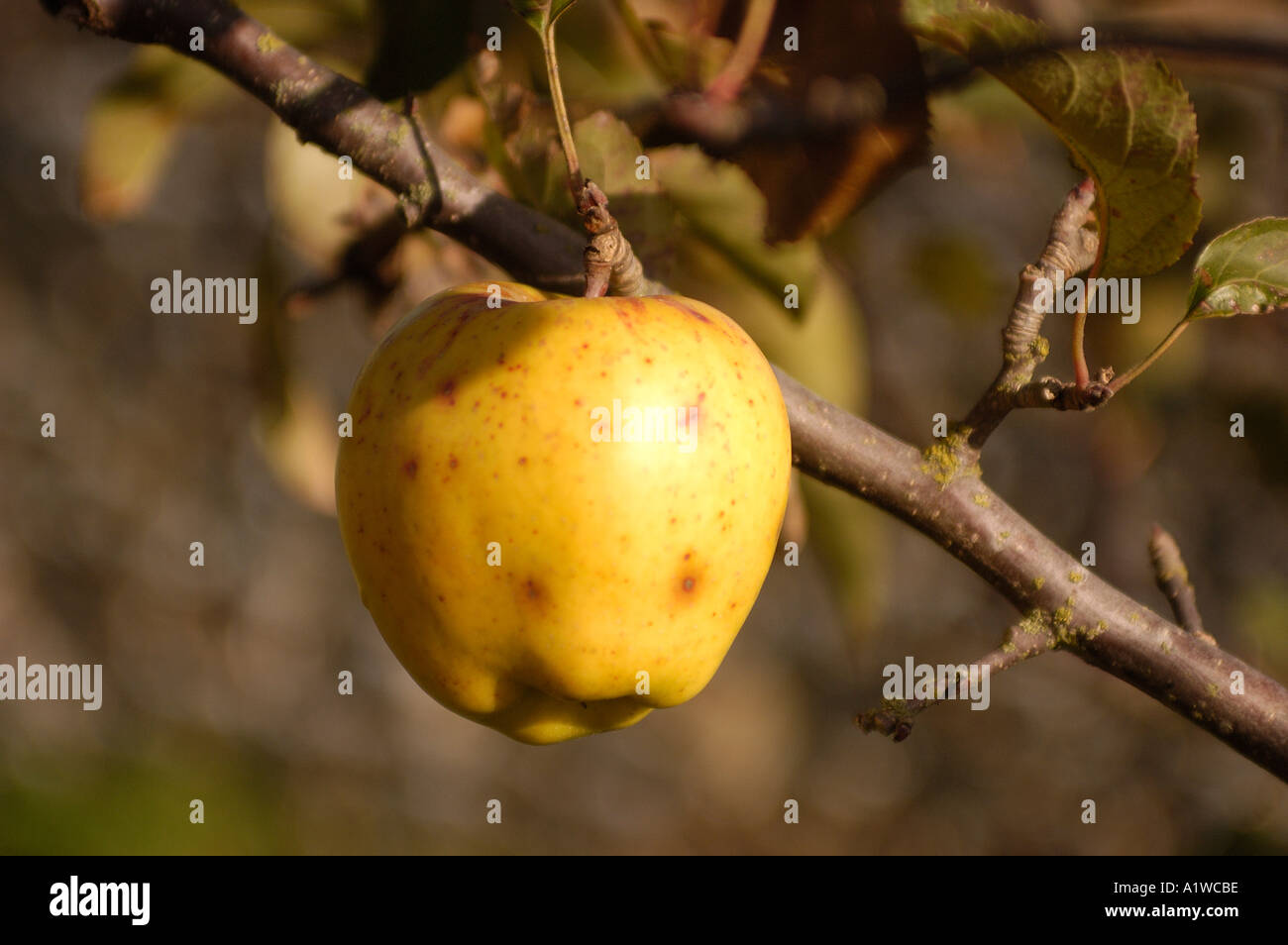 Mutsu apple hi-res stock photography and images - Alamy