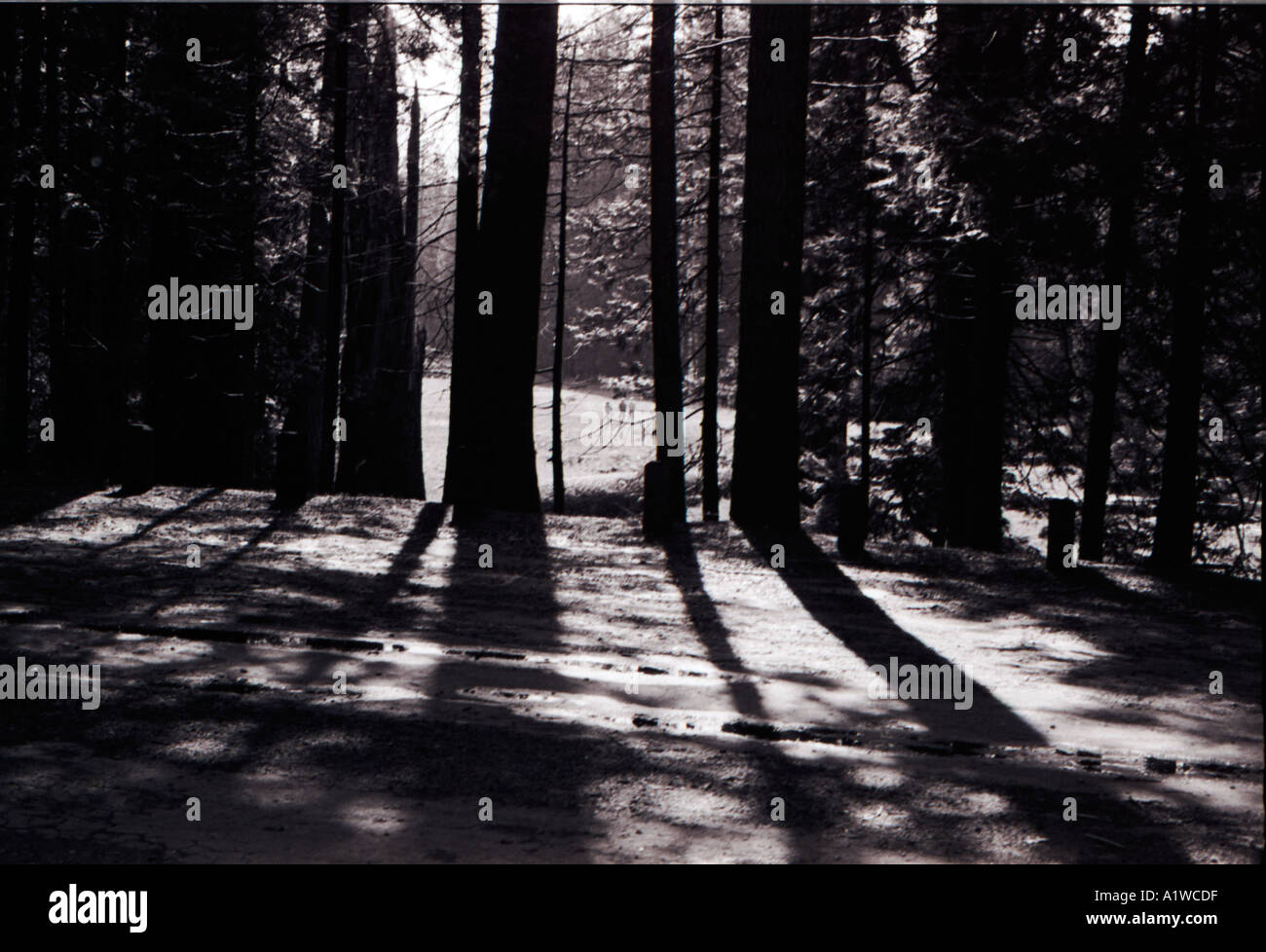 Redwood trees family hi-res stock photography and images - Alamy