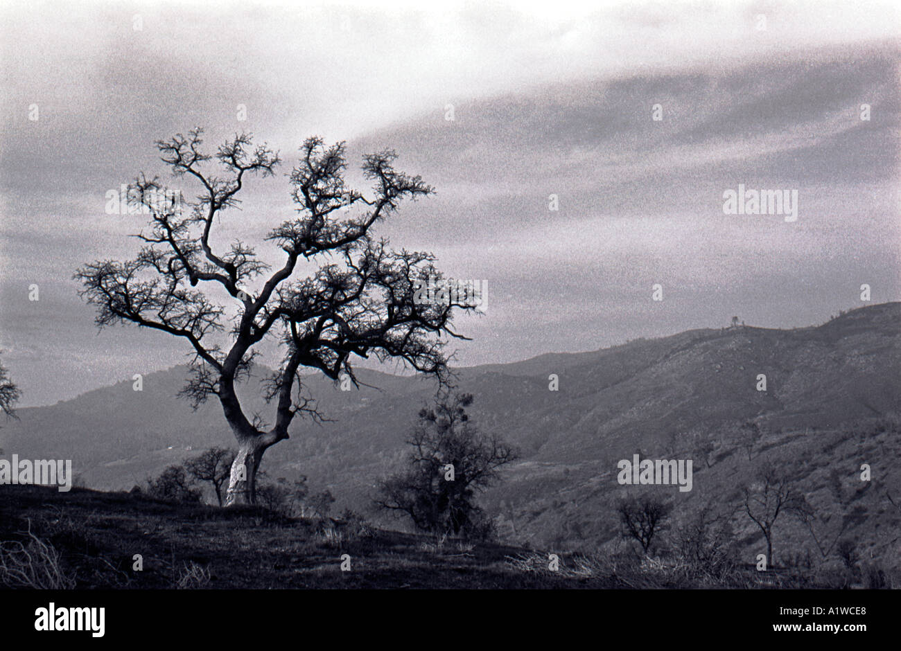 oak tree in sierra foothills california Stock Photo - Alamy