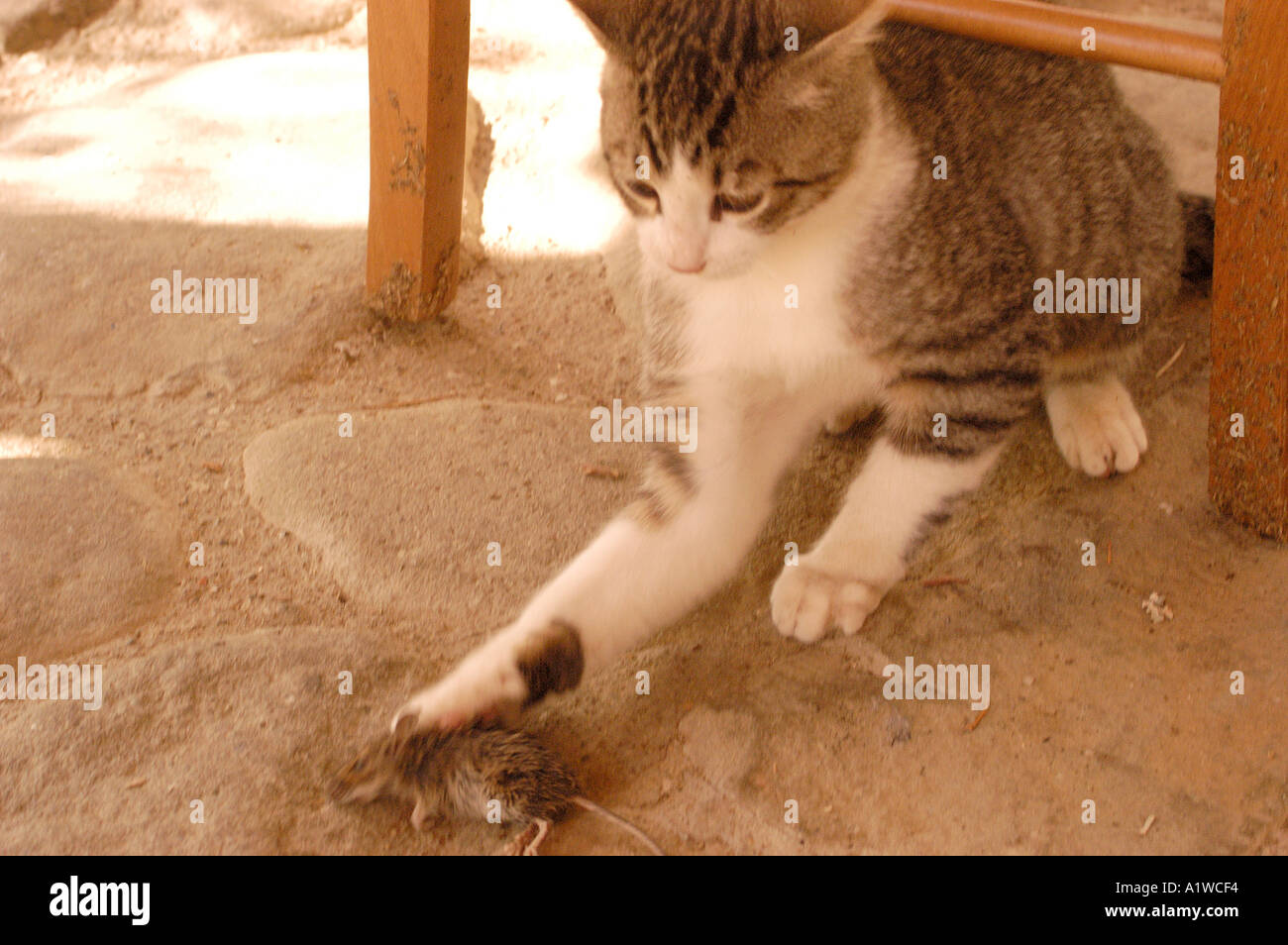 Cruelty mouse hi-res stock photography and images - Alamy