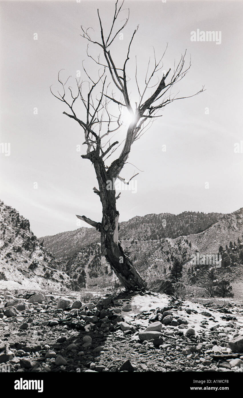 dead tree on eastern side of sierra nevada Stock Photo - Alamy