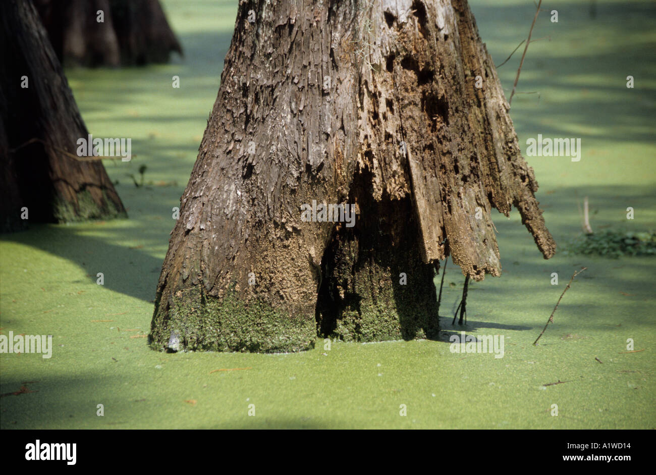 Ancient tree in a Louisiana swamp Stock Photo - Alamy