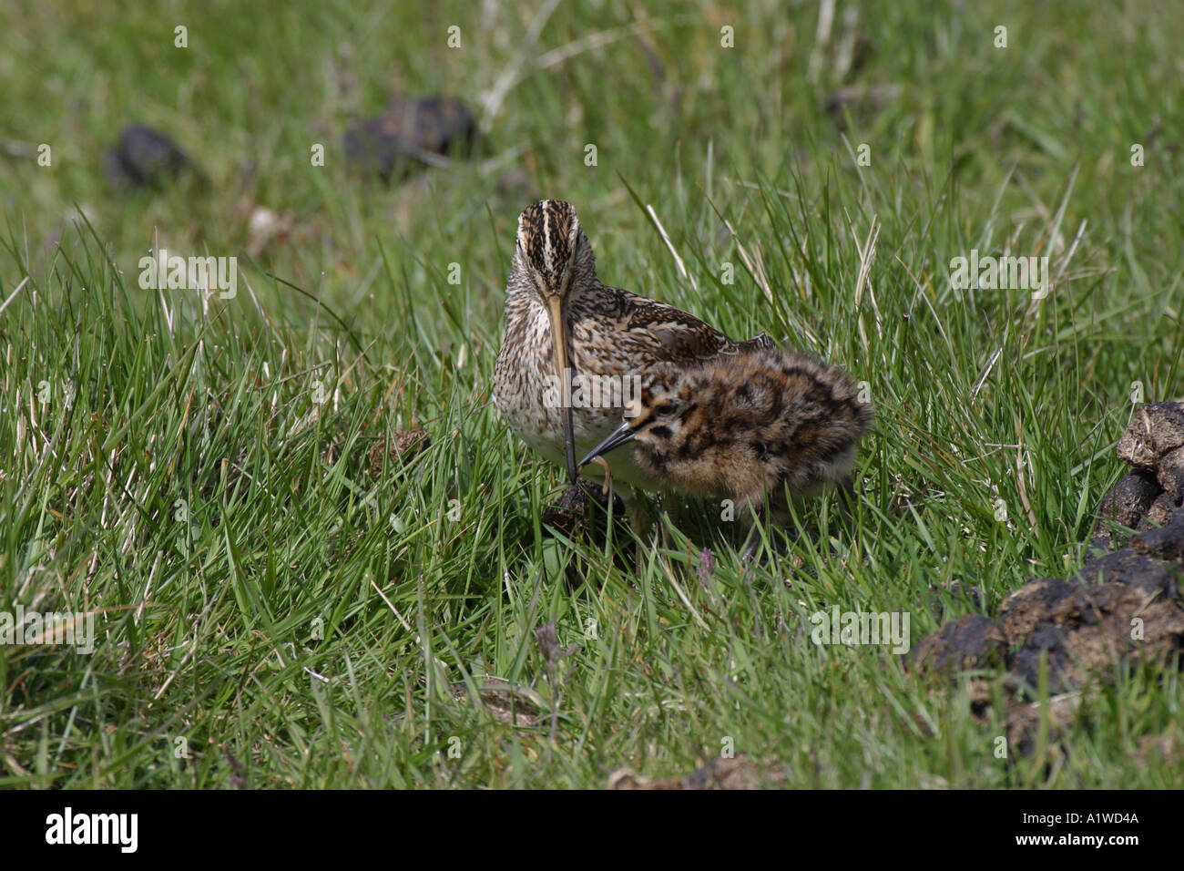 Common Magellan Snipe Gallinago paraguaiae feeding chick with worm ...