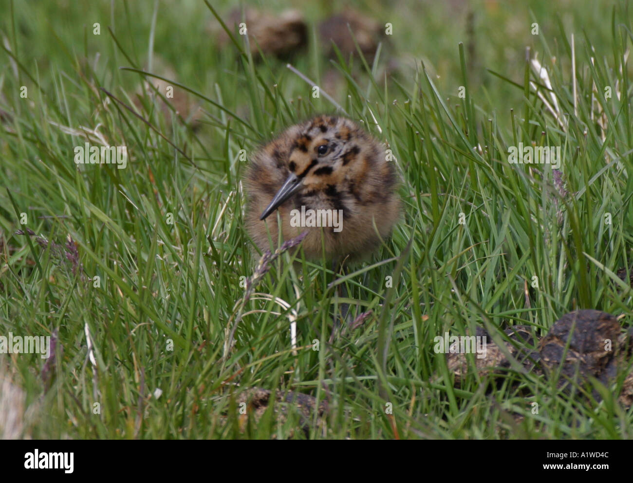 Common Magellan Snipe Gallinago paraguaiae chick Camouflaged colours ...