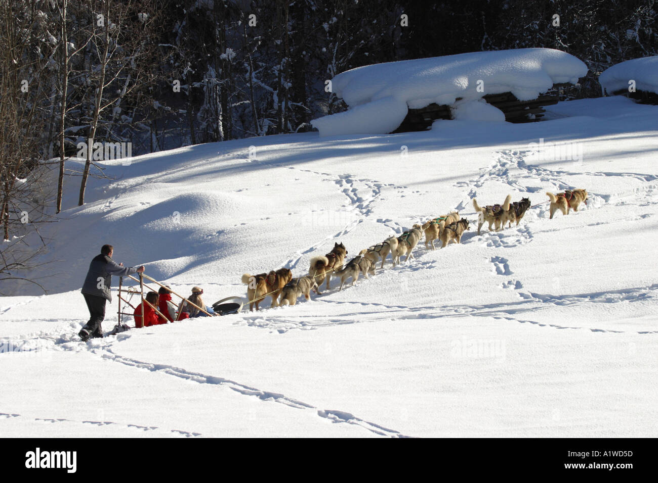 Dog sledge team hi-res stock photography and images - Alamy