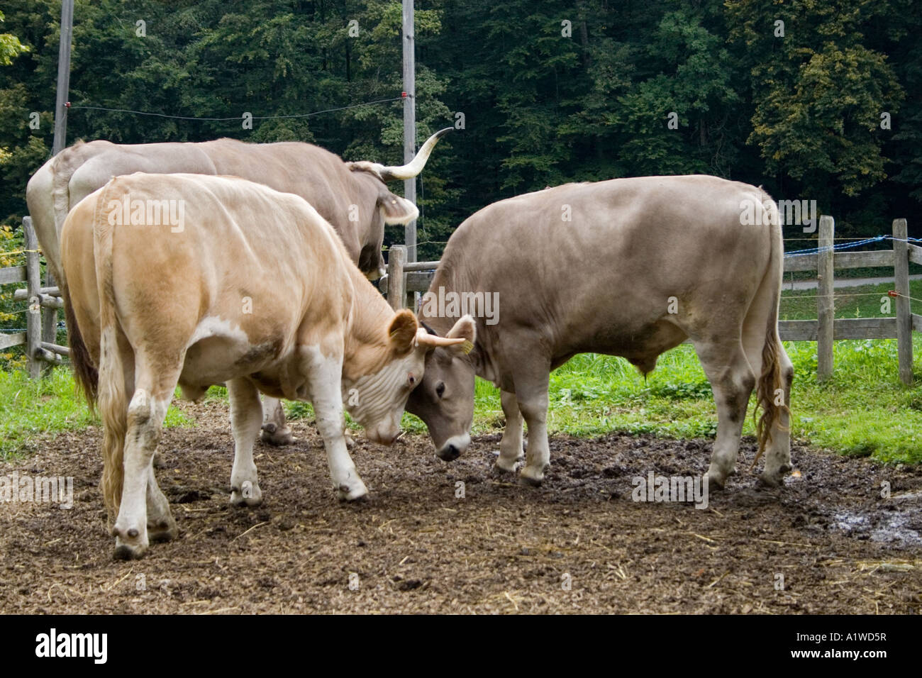 Cattle at Ballenberg Open Air Museum near Brienz Switzerland Stock ...