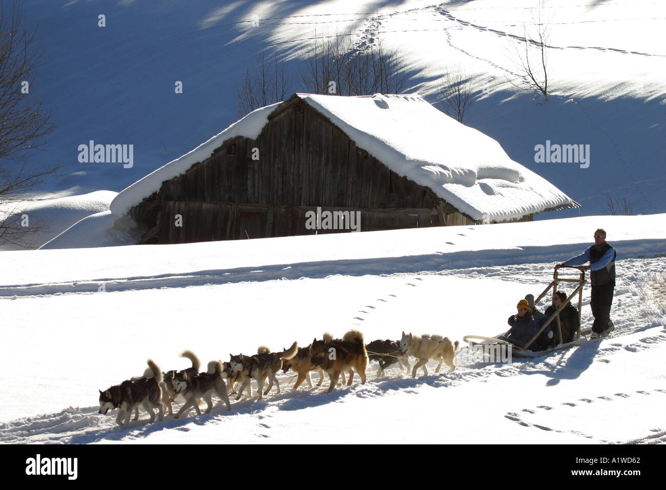 Pulling harness hi-res stock photography and images - Alamy