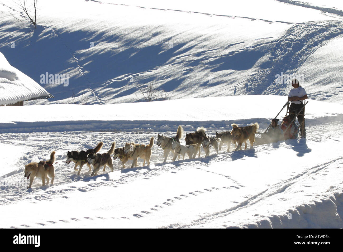 Huskey dog team pulling sledge Stock Photo - Alamy
