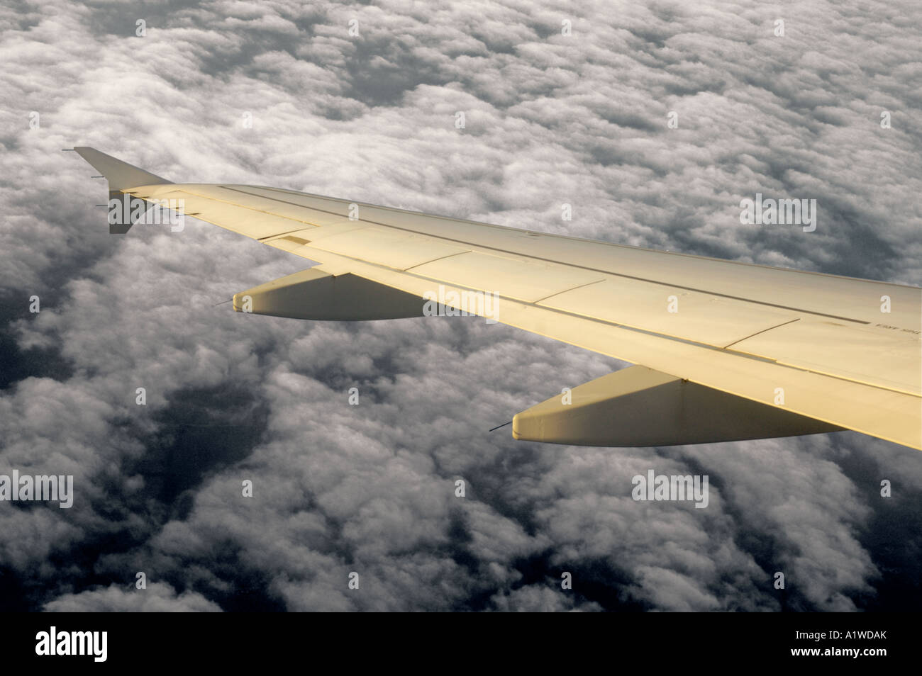 wing in flight Stock Photo - Alamy