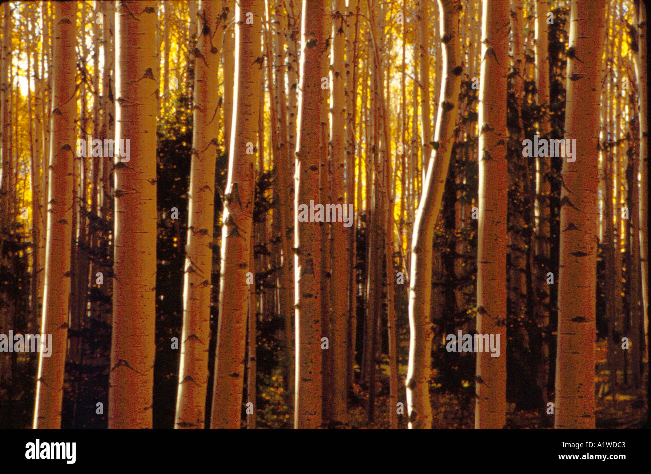 Aspen tree roots hi-res stock photography and images - Alamy