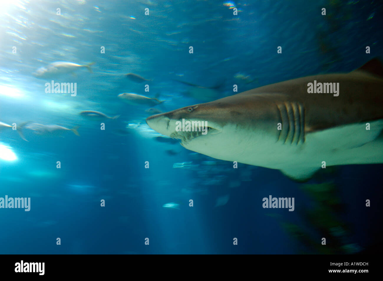 Portuguese shark hi-res stock photography and images - Alamy