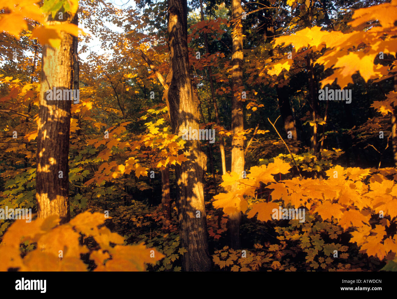 A Vivid Display Of Golden Coloured Maple Leaves Located In New England ...