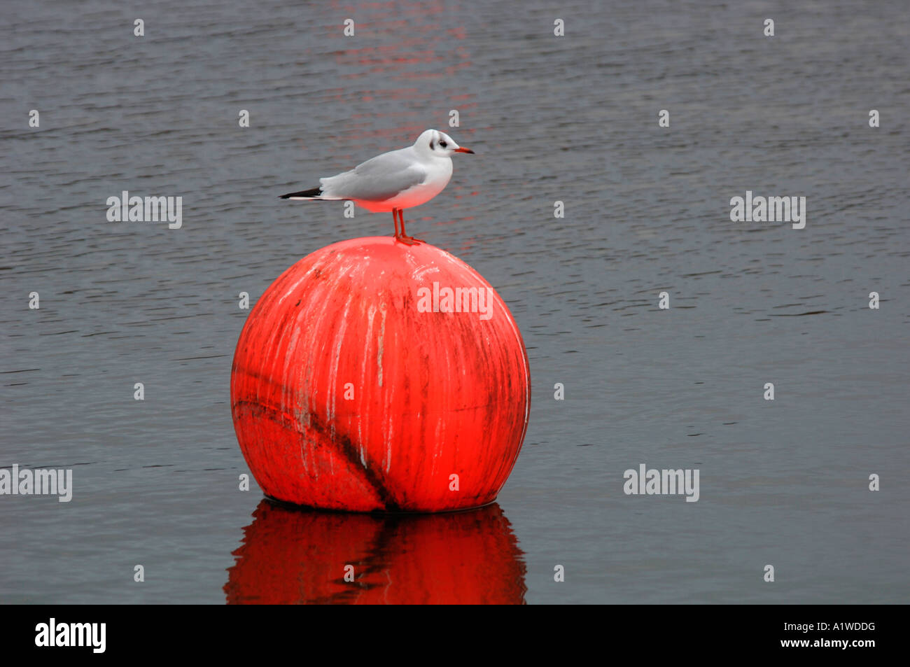 Bird plastic buoy nature lake hi-res stock photography and images - Alamy