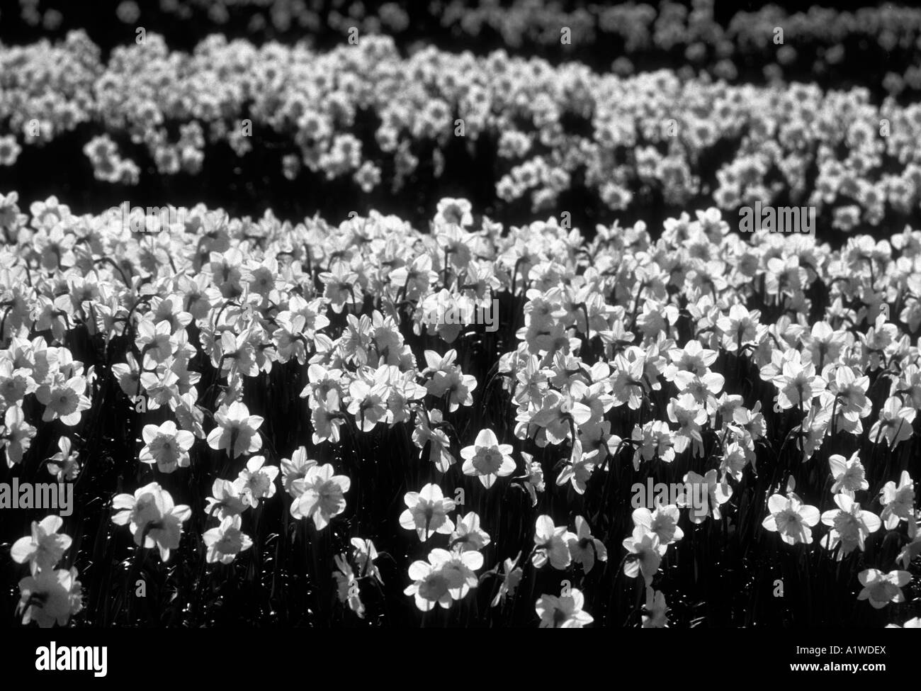 Numerous spring Black and White Stock Photos & Images - Alamy