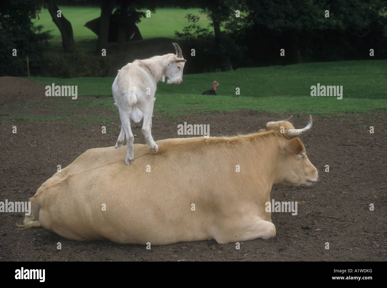 An Amusing Picture Of A White Goat Standing On The Back Of A Young Bull ...