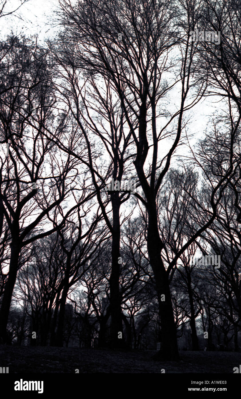 trees in central park new york city Stock Photo - Alamy