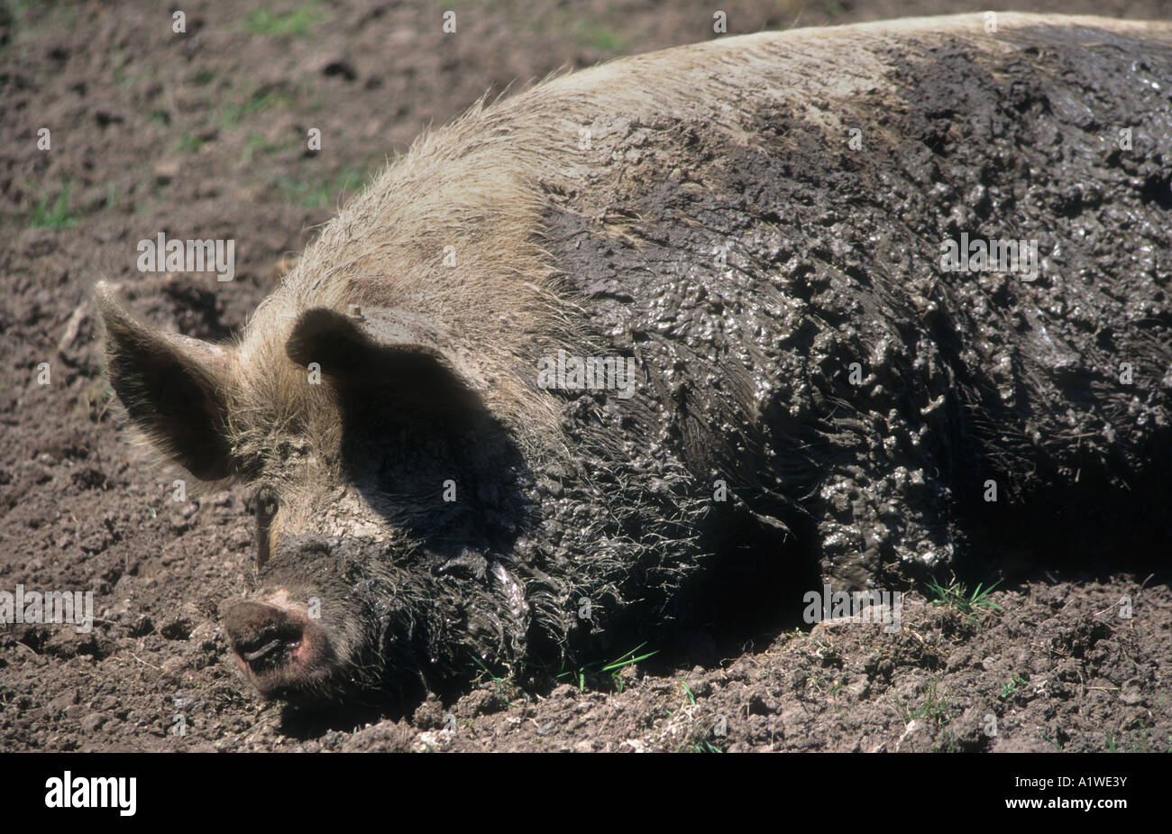 Adult Female Pig (Sow),Lying Covered In Mud Cooling & Protecting Her ...