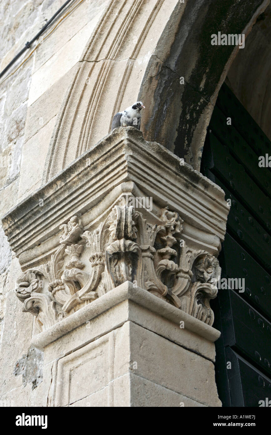 Dubrovnik Croatia pigeon + renaissance column Stock Photo - Alamy