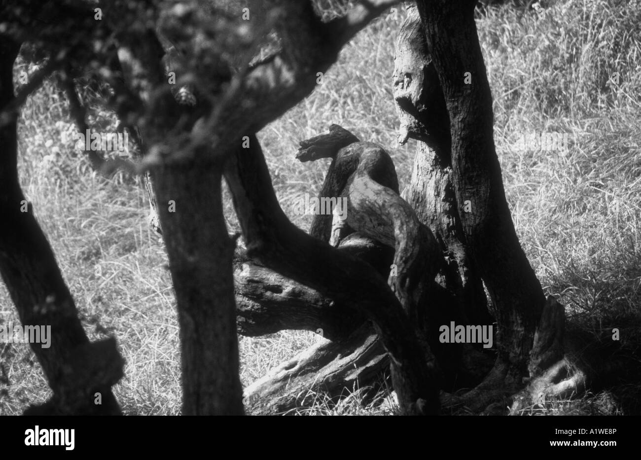Part Of A Tree,That Has Grown Naturally & Looks Like A Prehistoric ...