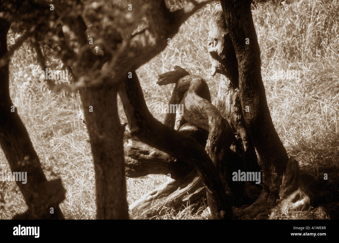 Part Of A Tree,That Has Grown Naturally & Looks Like A Prehistoric ...