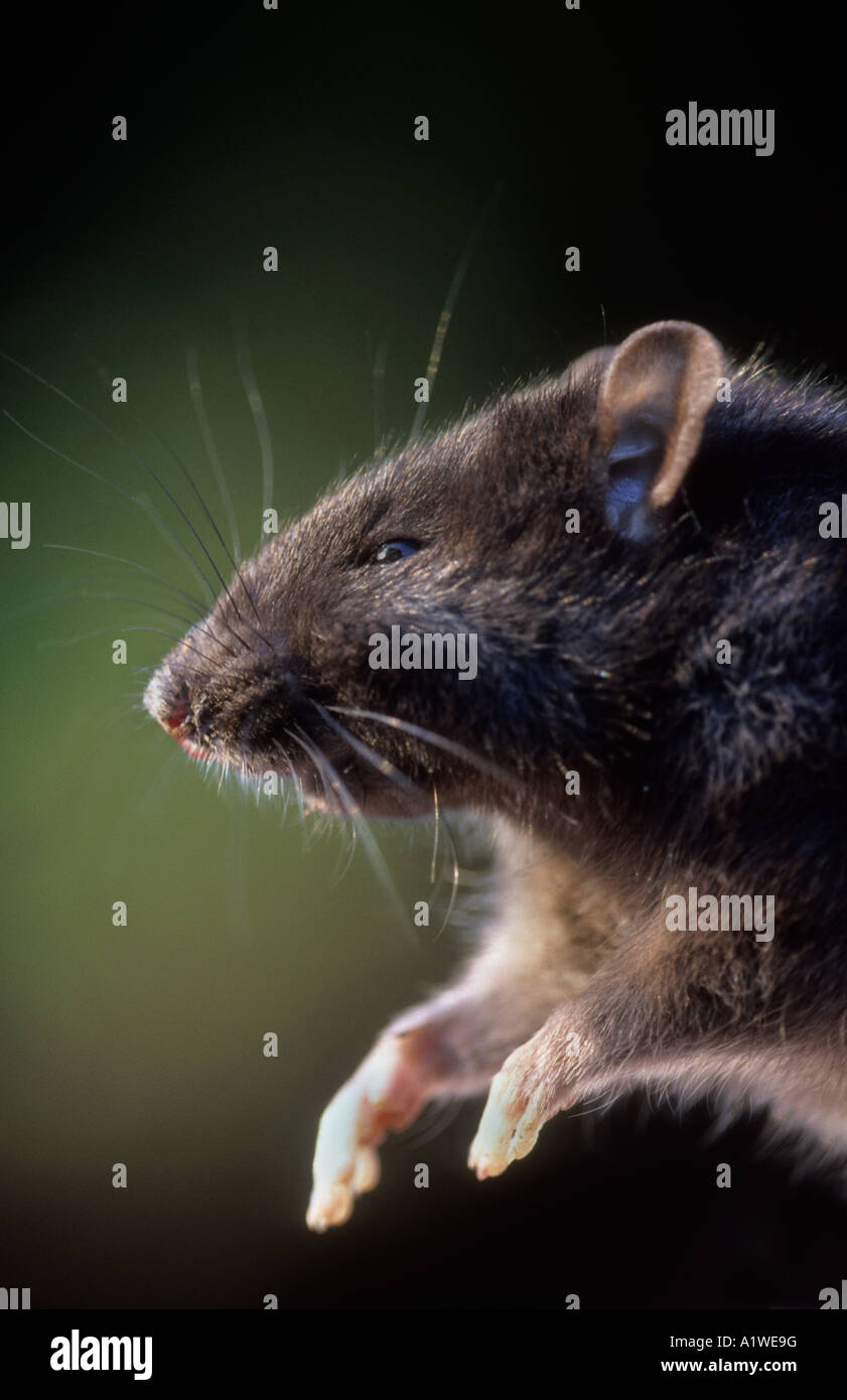 Common rat portrait hi-res stock photography and images - Alamy