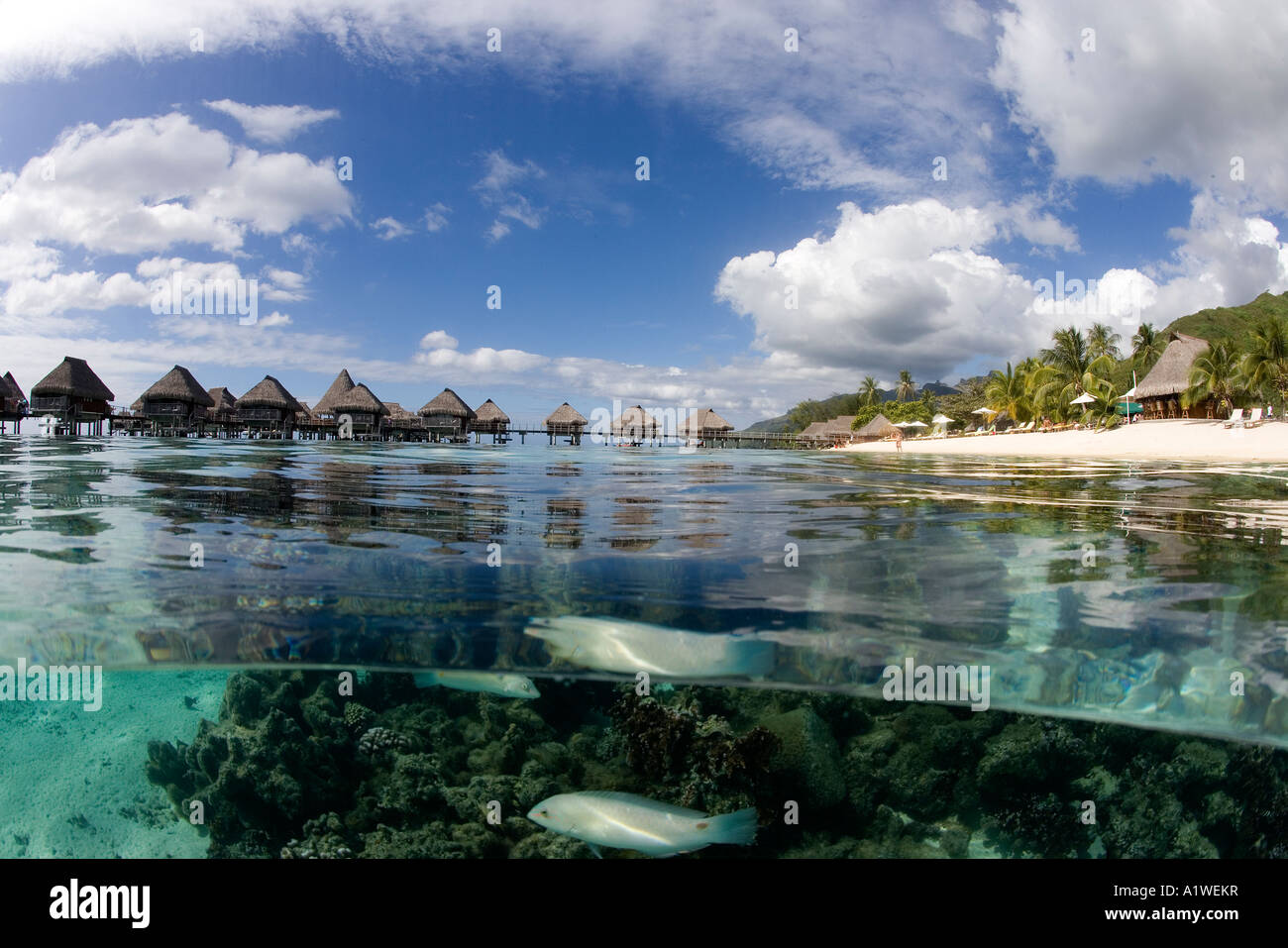 OVER UNDER SHOWING LUSH MARINE LIFE AS WELL AS LUSH ISLAND VEGETATION ...
