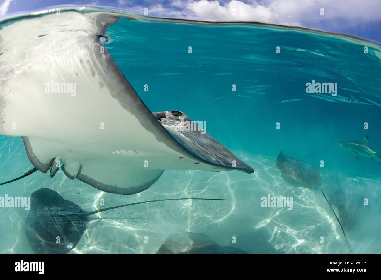 Pink stingray hi-res stock photography and images - Alamy
