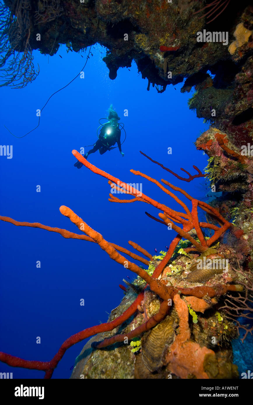 A FEMALE SCUBA DIVER CARRYING AN UNDERWATER LIGHT APPROACHES AN ...